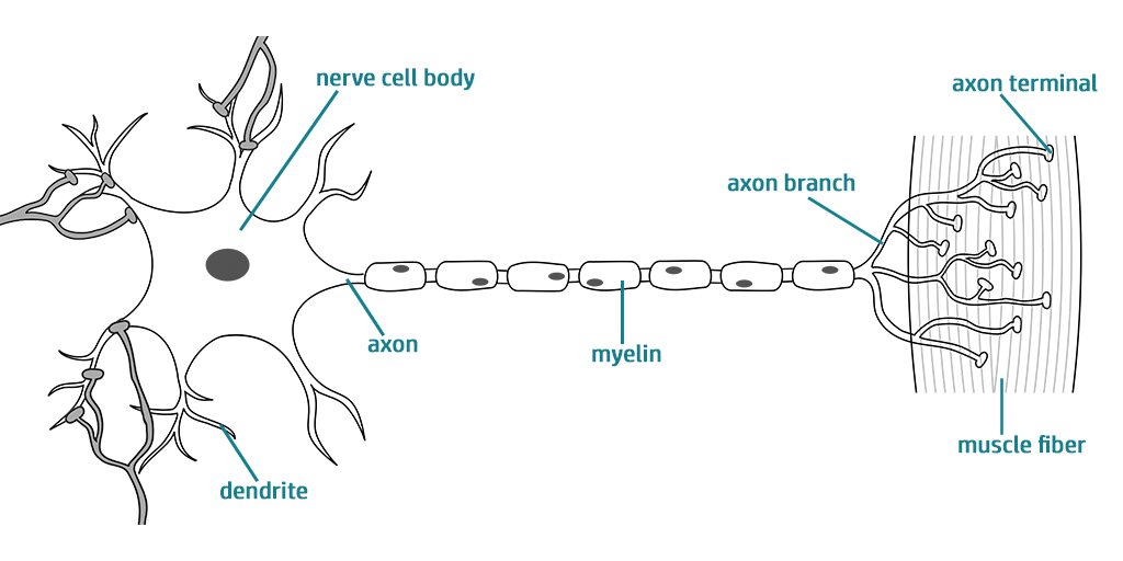 Neuromuscular Junction How s That Function 